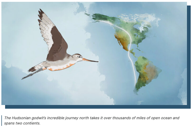 Flyways - SciStarter