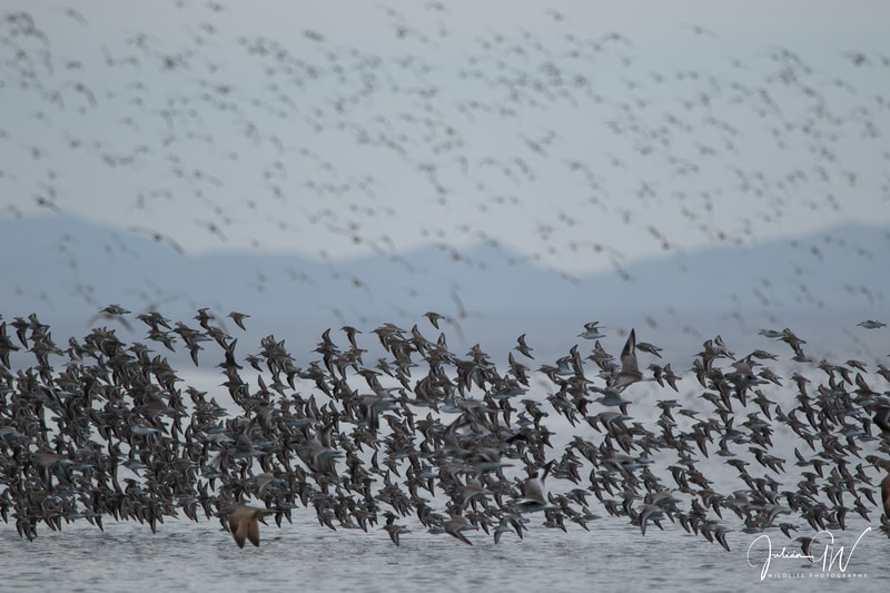 Flyways - SciStarter