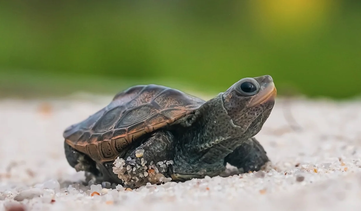 Long Beach Island Foundation: Science Saturday 2025 - SciStarter